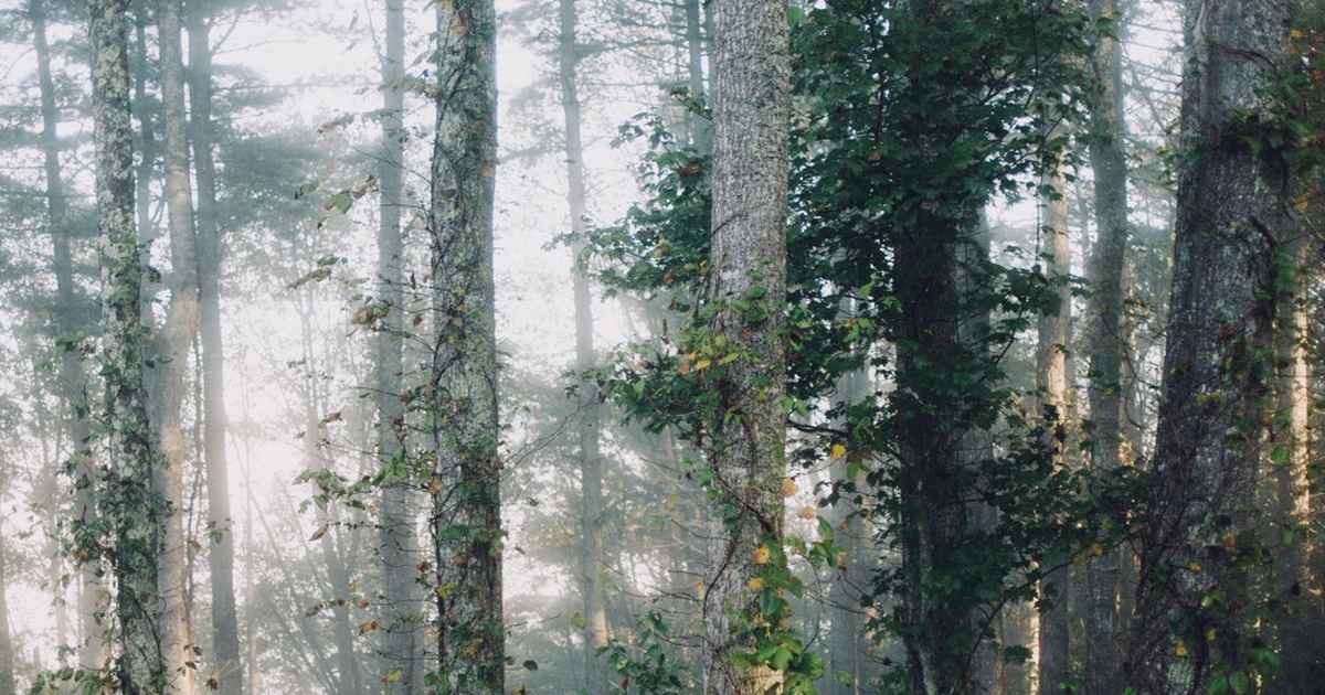 Implementing the European Union Deforestation Regulation (EUDR) - ACELG ...